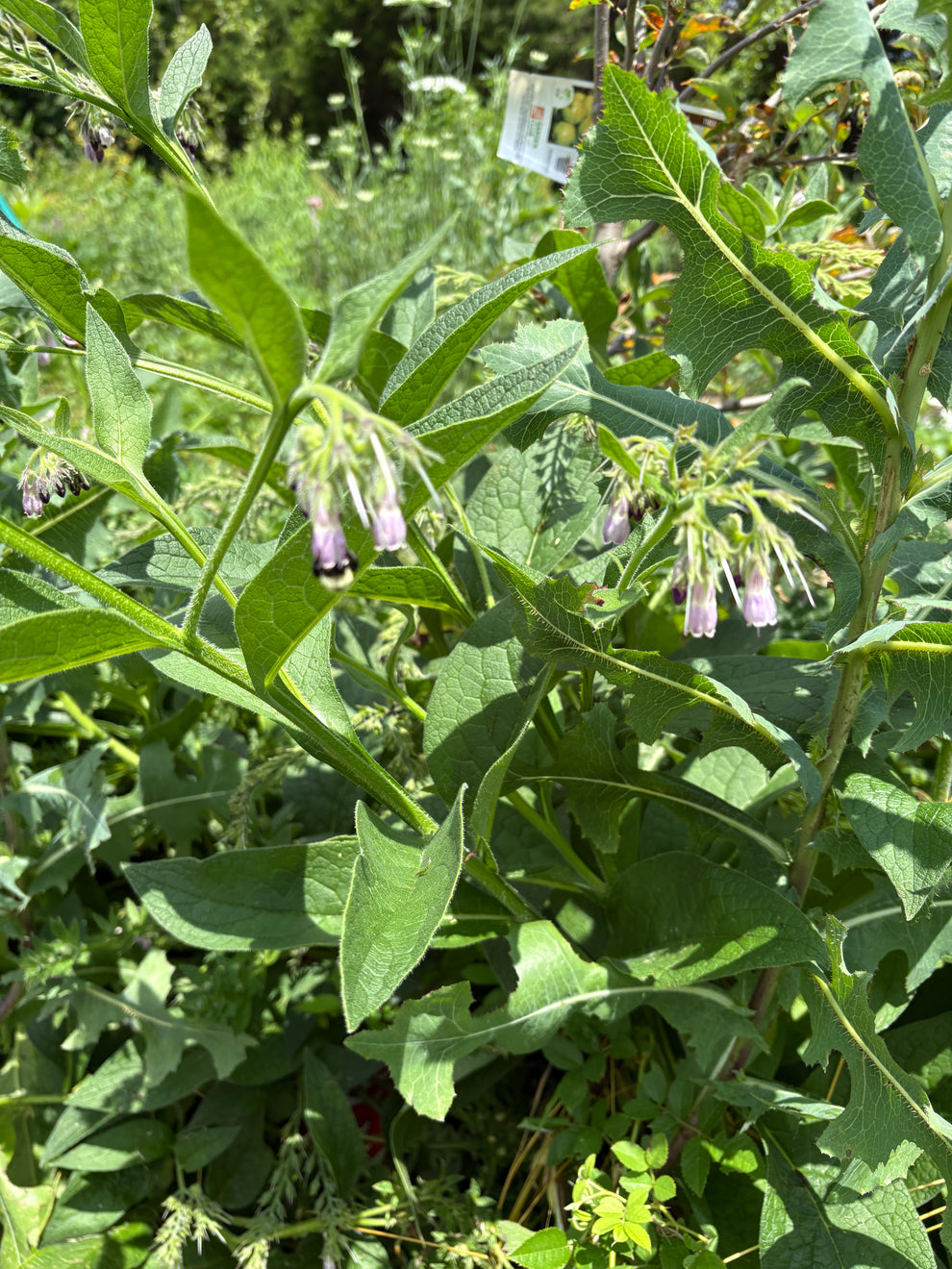 Comfrey root cuttings – Kentucky Sustainable Living